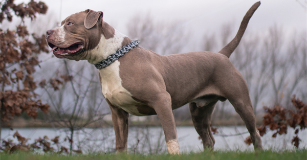 Latest update on XL Bully's